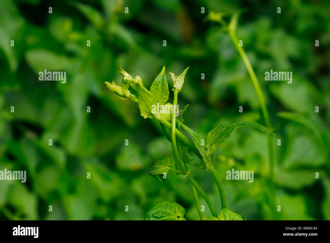 Moustique sur fleur vert naturel Banque de photographies et d’images à ...