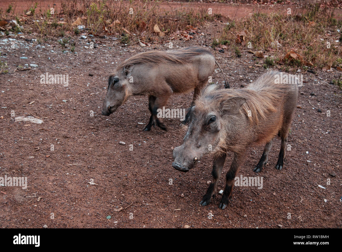 Une photo d'une paire de belles phacochère commun (Phacochoerus ...