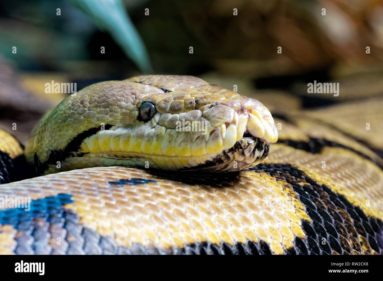 Python Python réticulé, reticutatus s une espèce de python trouvés en ...