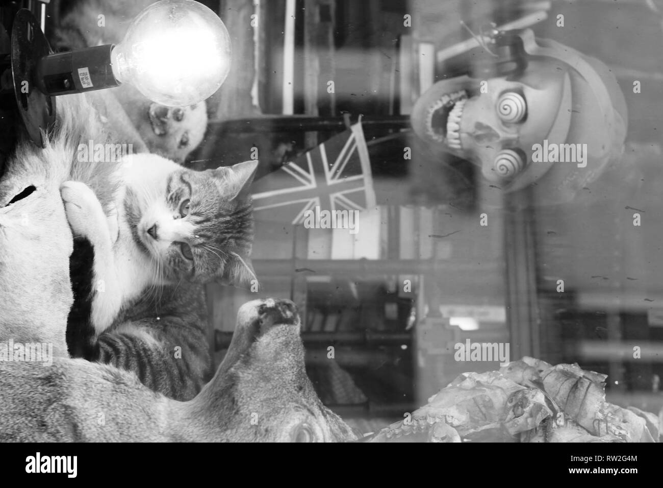 Squelette qui rit Banque d'images noir et blanc - Alamy