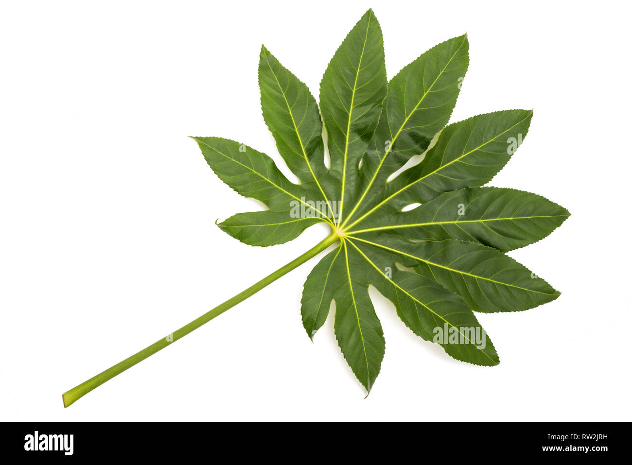 Fatsia japonica leaf isolé sur fond blanc Photo Stock - Alamy