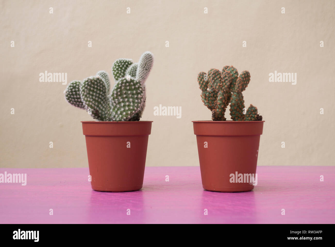 Baby cactus Banque de photographies et d’images à haute résolution - Alamy