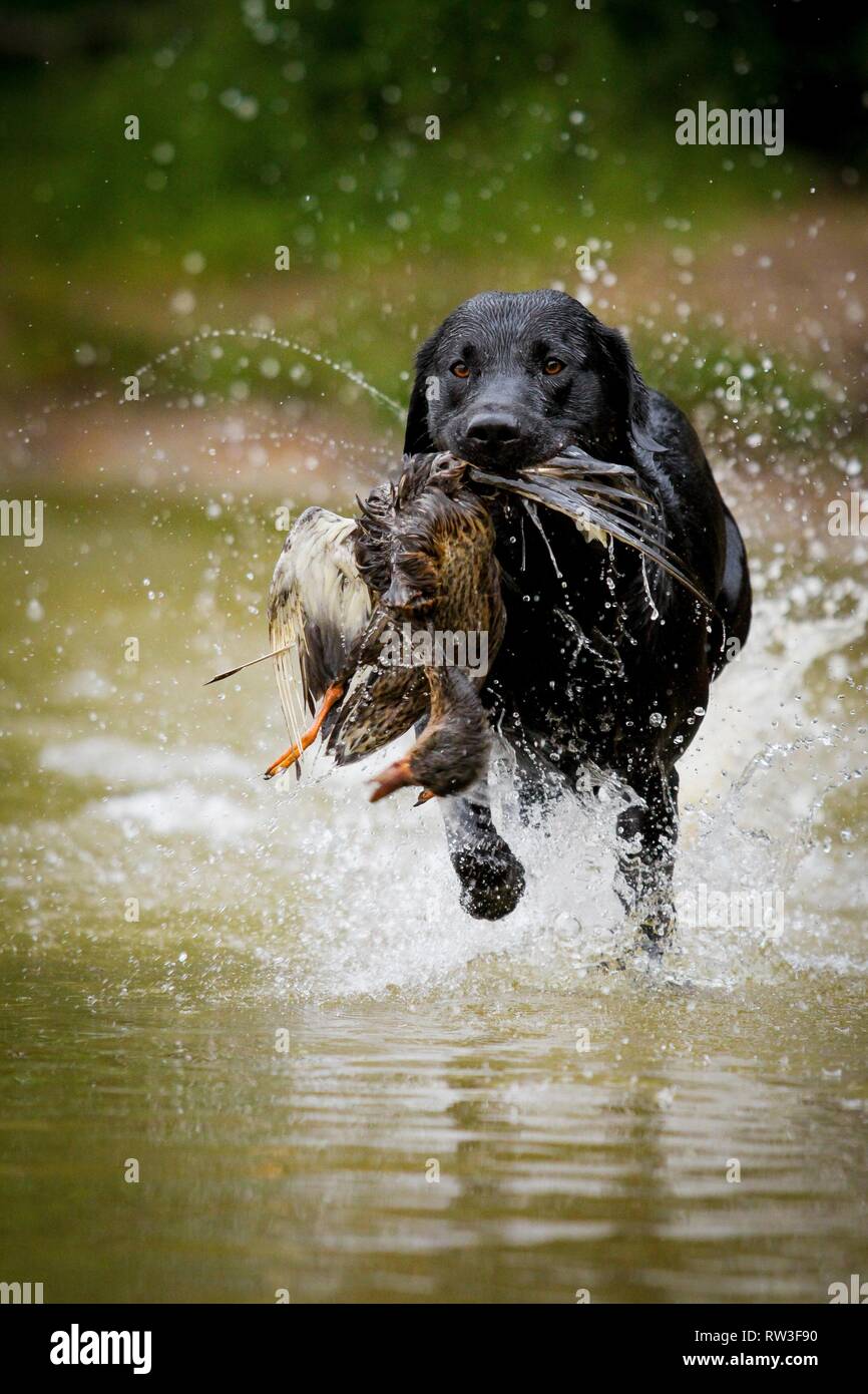 Labrador noir avec colvert Banque de photographies et d’images à haute ...