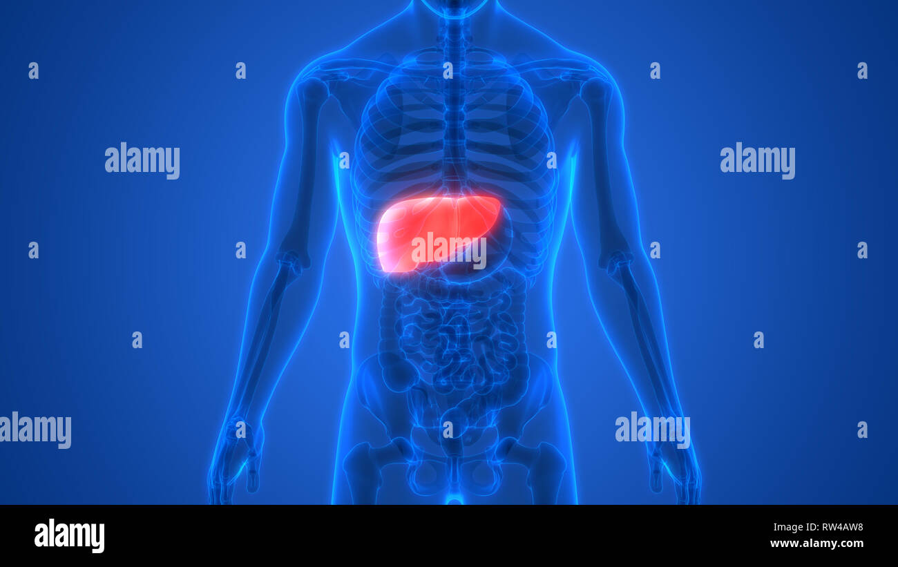 Anatomie du foie humain Banque de photographies et d’images à haute ...
