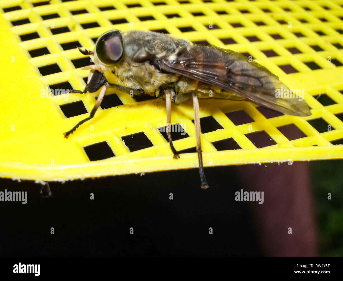 Insecte mouche fond blanc Banque de photographies et d’images à haute ...