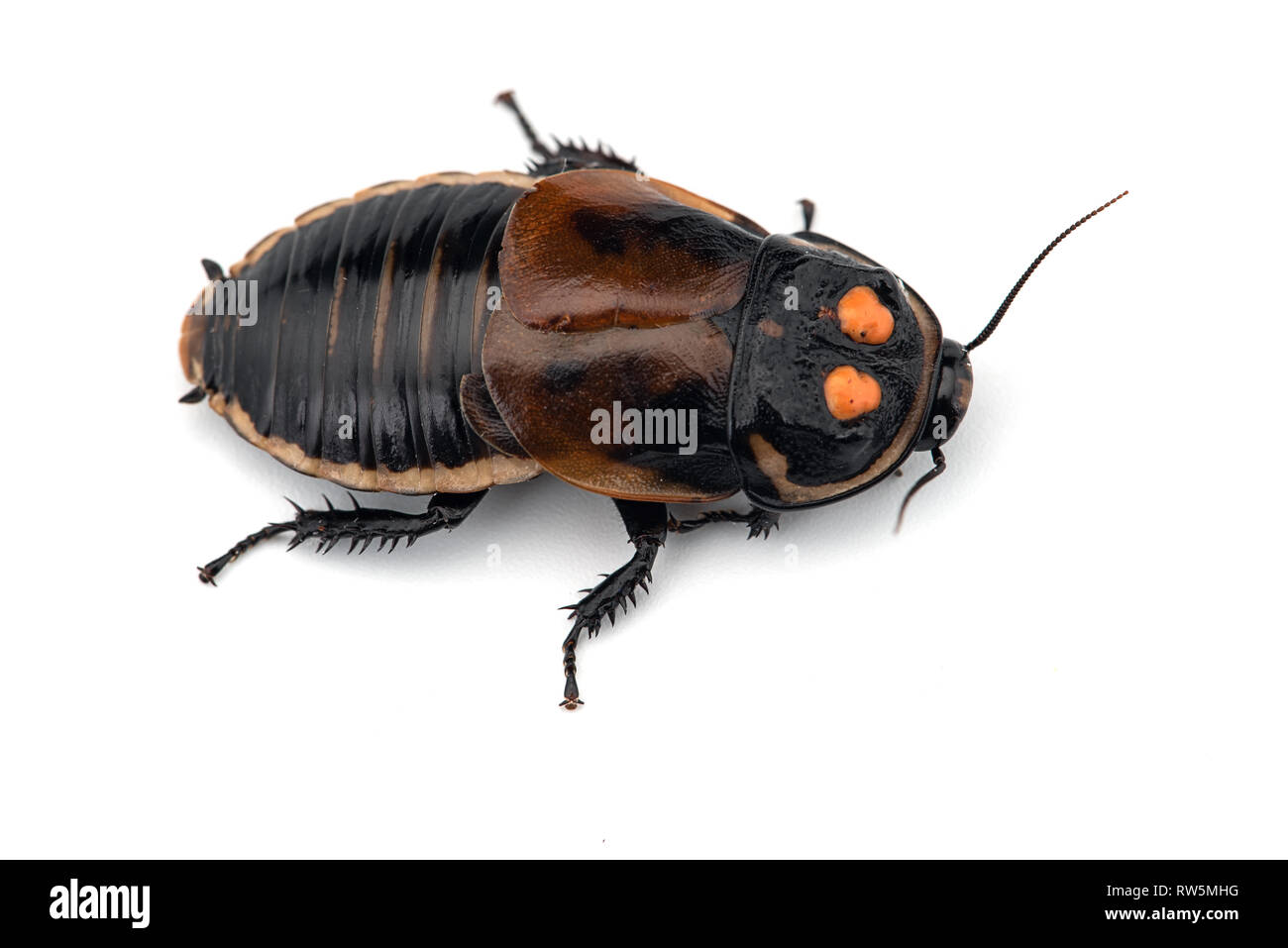 Cafard géant Banque de photographies et d’images à haute résolution ...