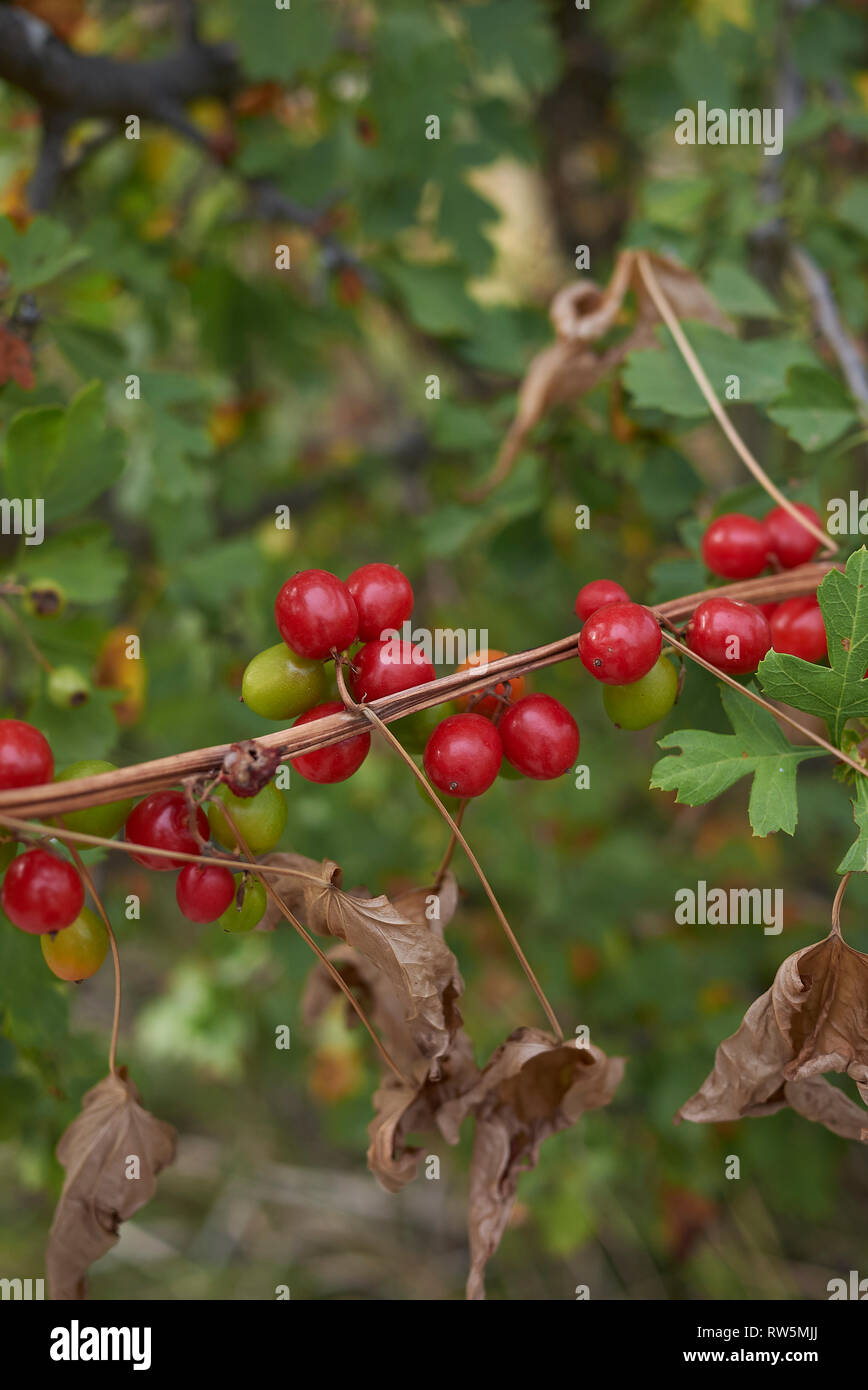 Plante Toxique Baie Rouge Banque d'image et photos - Alamy