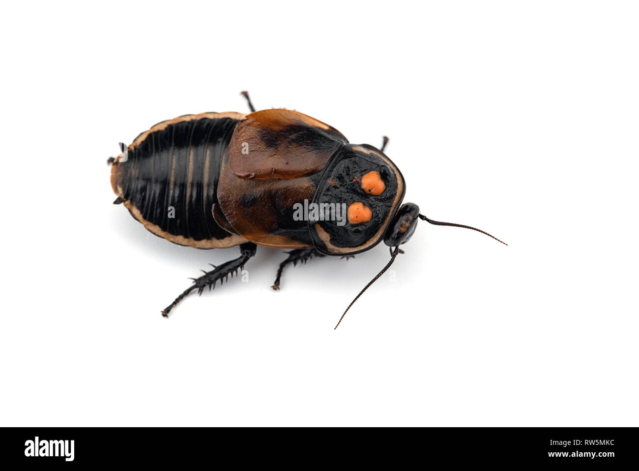 Cafard géant Banque de photographies et d’images à haute résolution ...