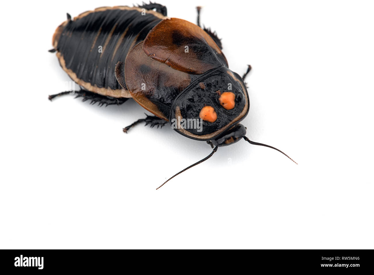 Cafard géant Banque de photographies et d’images à haute résolution - Alamy