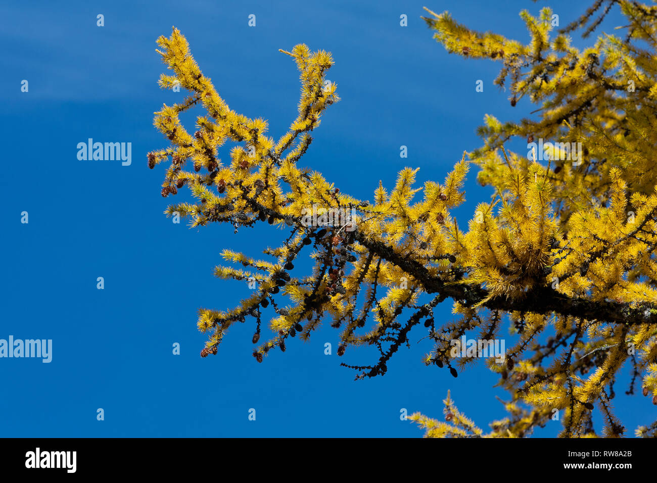De nombreux et majestueux, mélèze de l'Ouest (Larix occidentalis ...