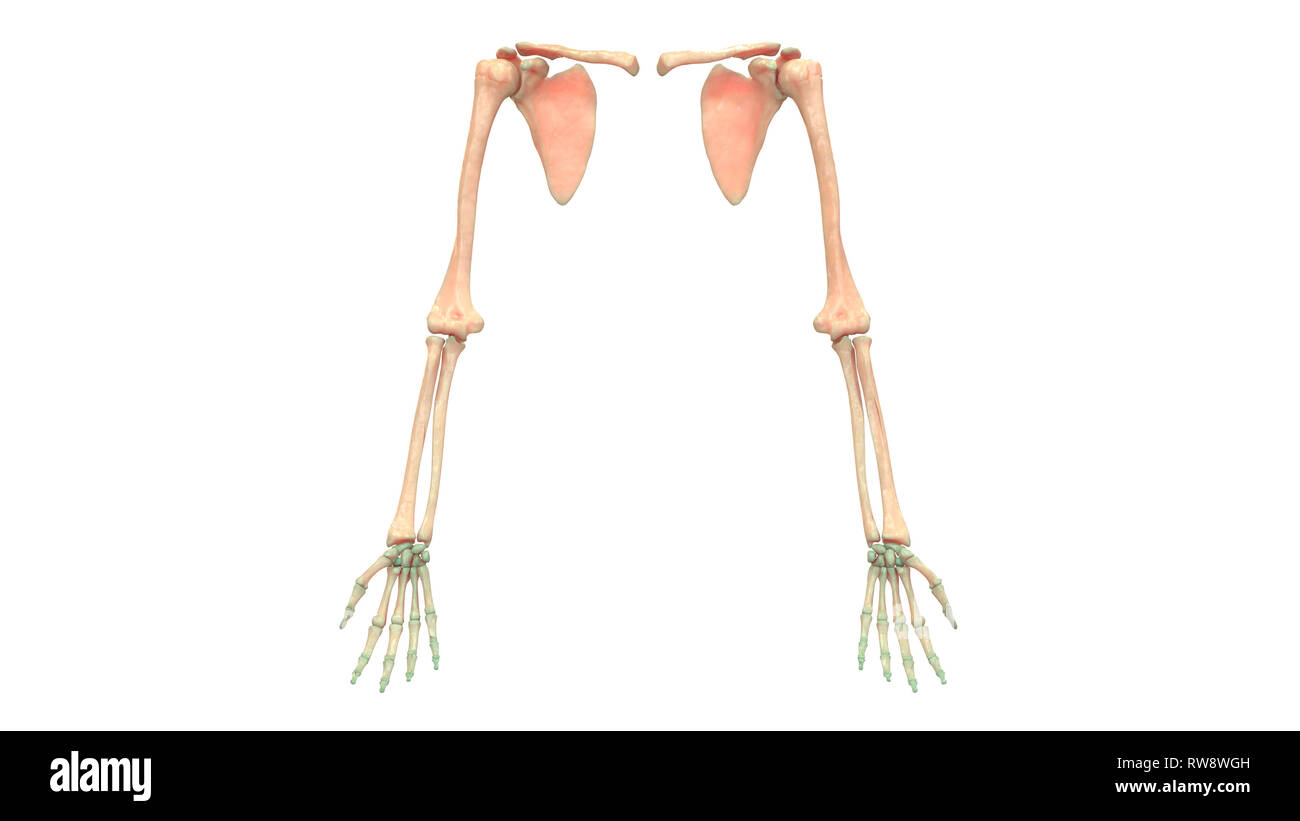 Squelette humain Anatomie des membres supérieurs du système Photo Stock ...