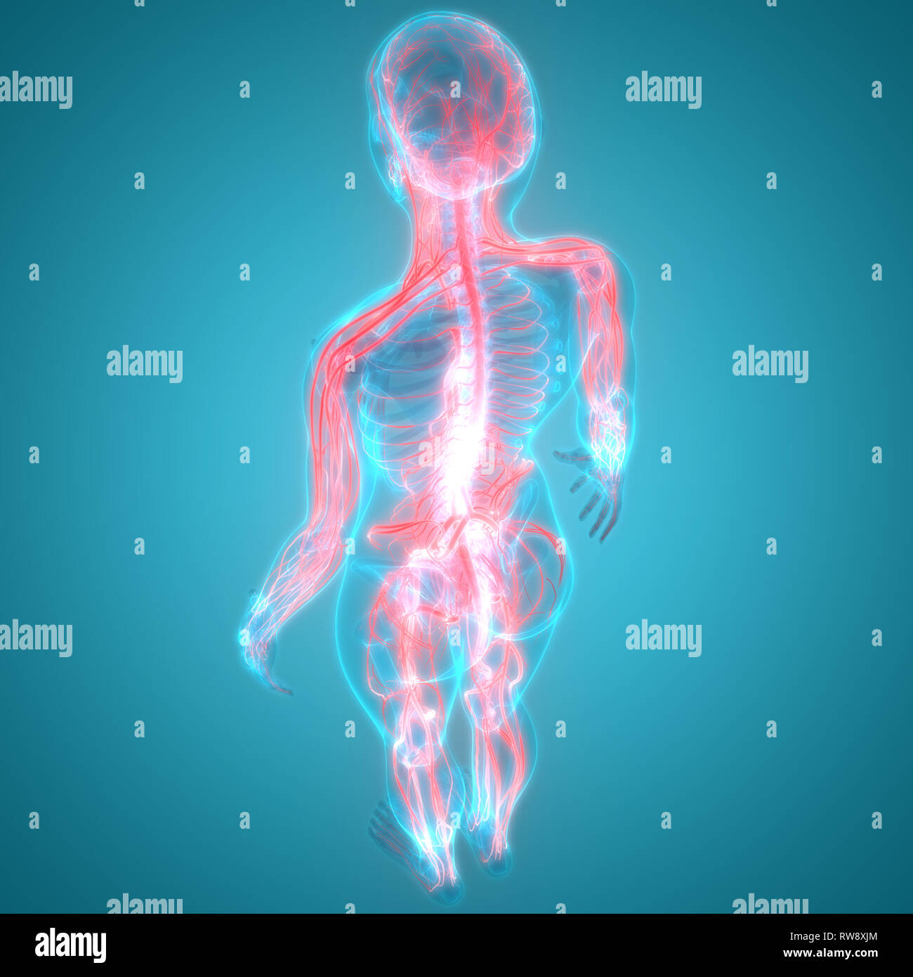 Anatomie du système nerveux humain Photo Stock - Alamy