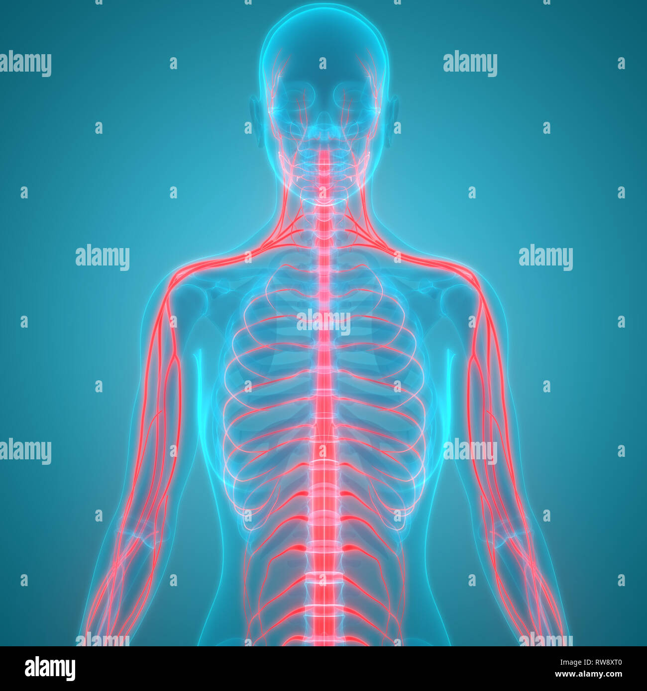 Anatomie du système nerveux humain Photo Stock - Alamy
