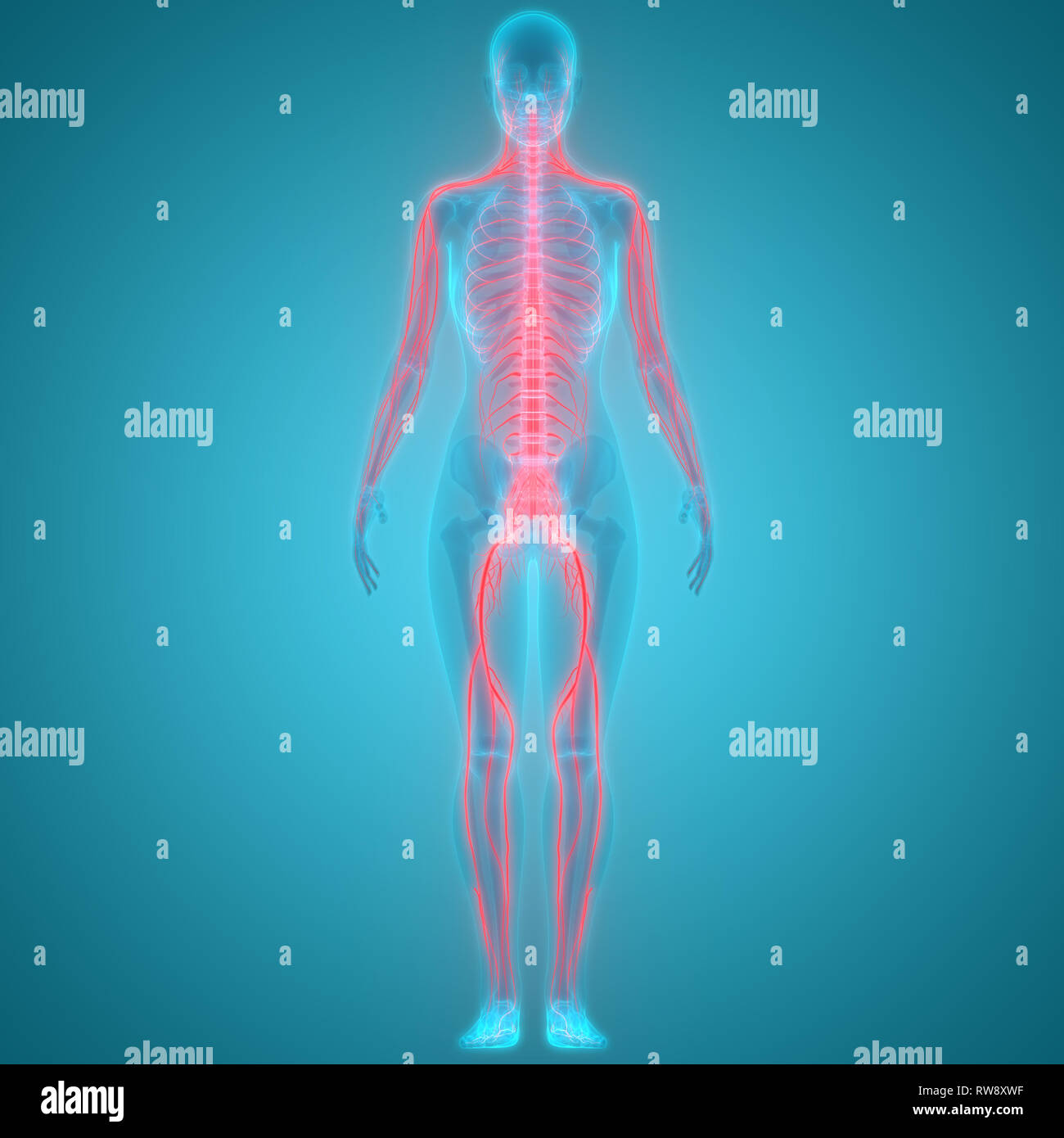Anatomie du système nerveux humain Photo Stock - Alamy