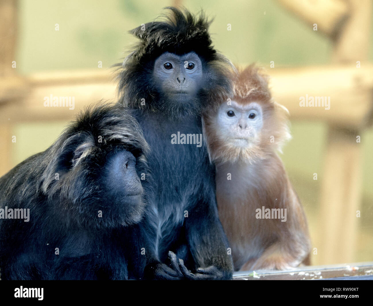 Animaux de zoo Banque de photographies et d’images à haute résolution ...