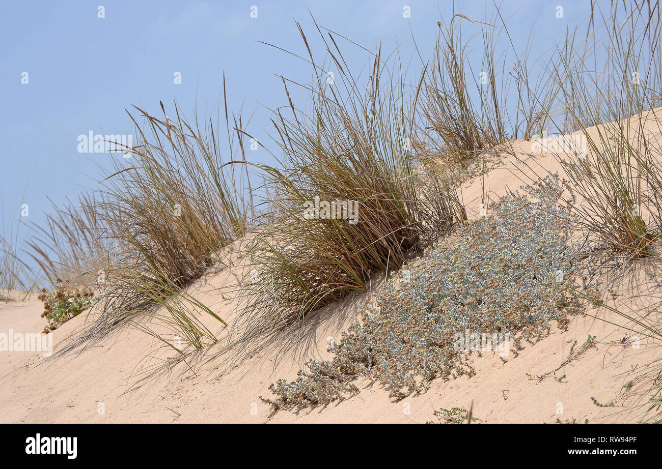 La dune rose Banque de photographies et d’images à haute résolution - Alamy