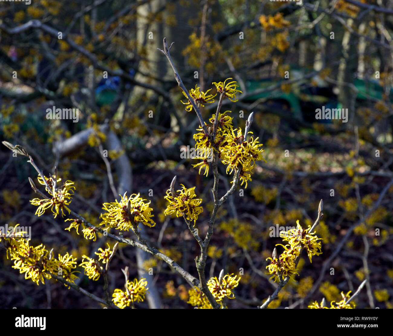 Hamamelis japonica Banque de photographies et d’images à haute ...
