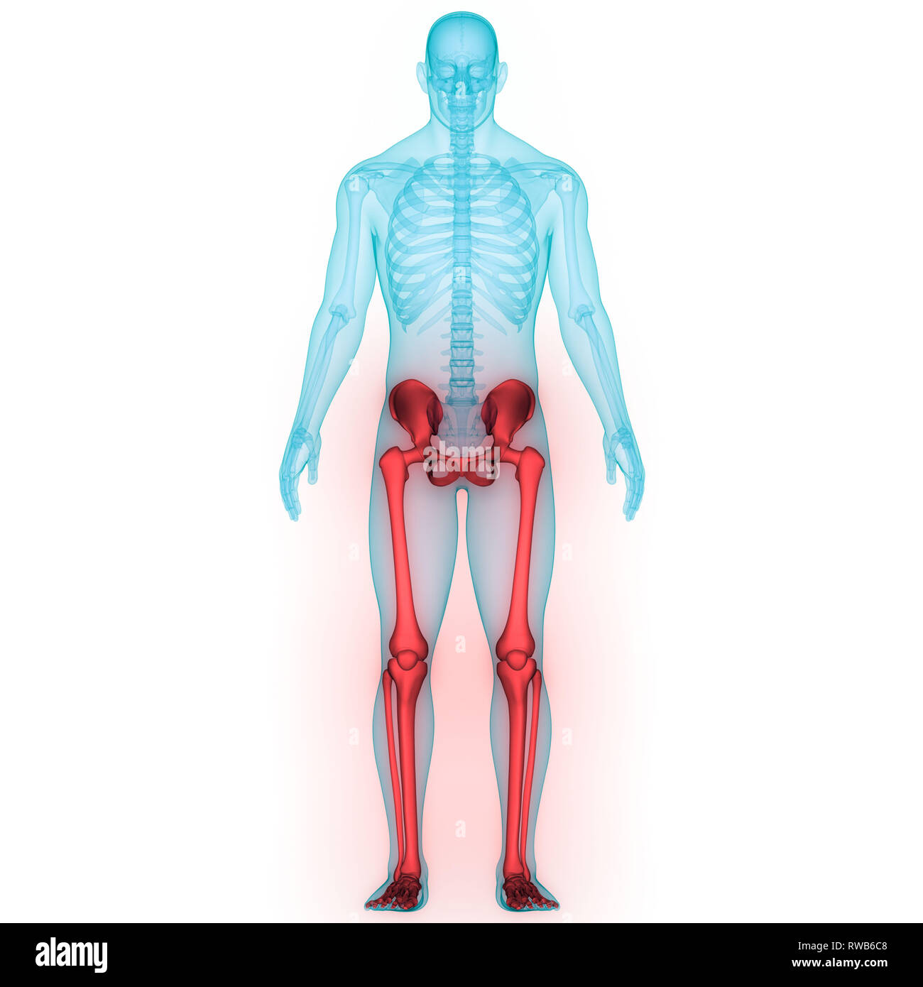 Système de squelette humain Anatomie des membres inférieurs Photo Stock ...
