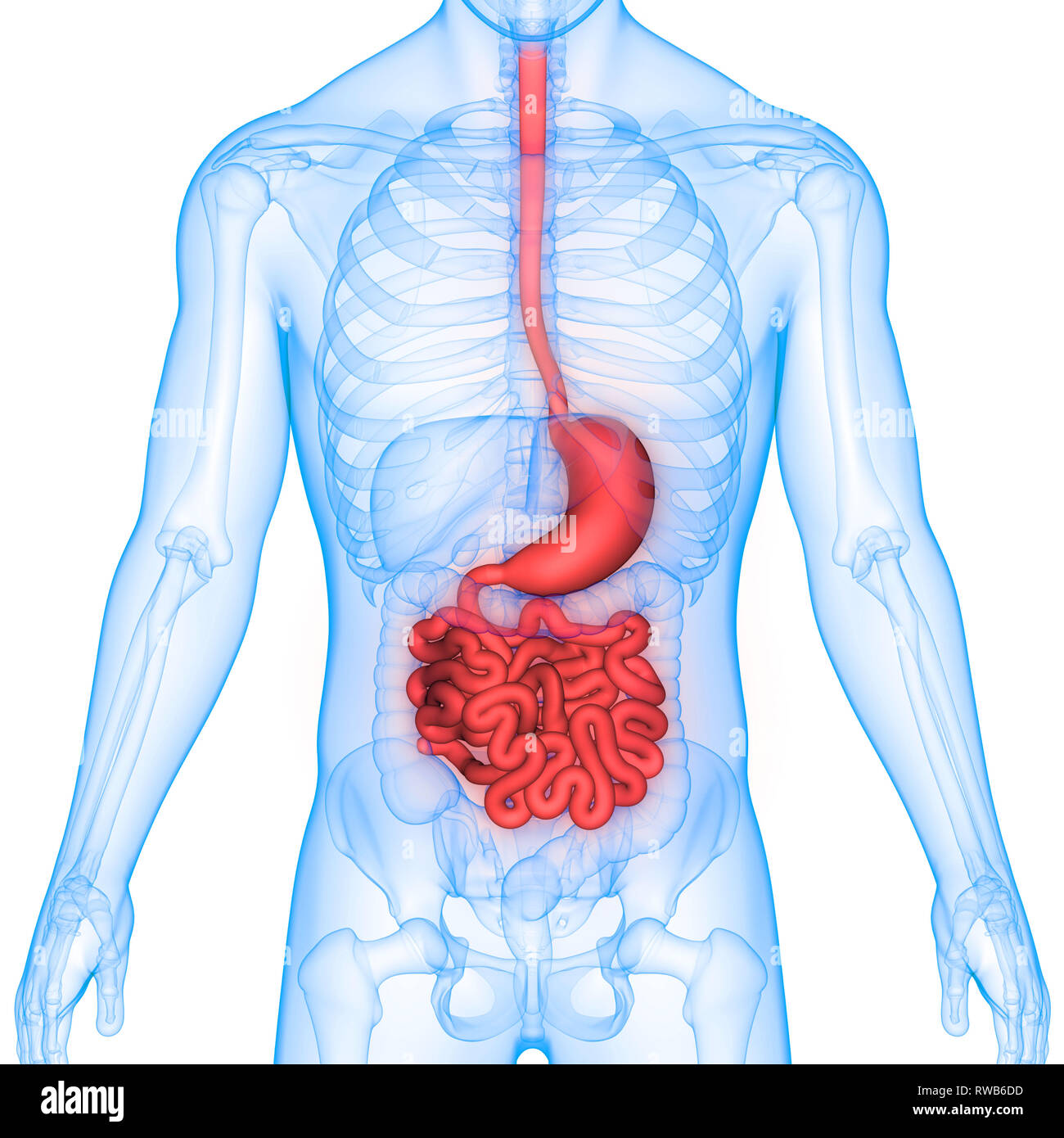 Anatomie du système digestif humain Photo Stock - Alamy