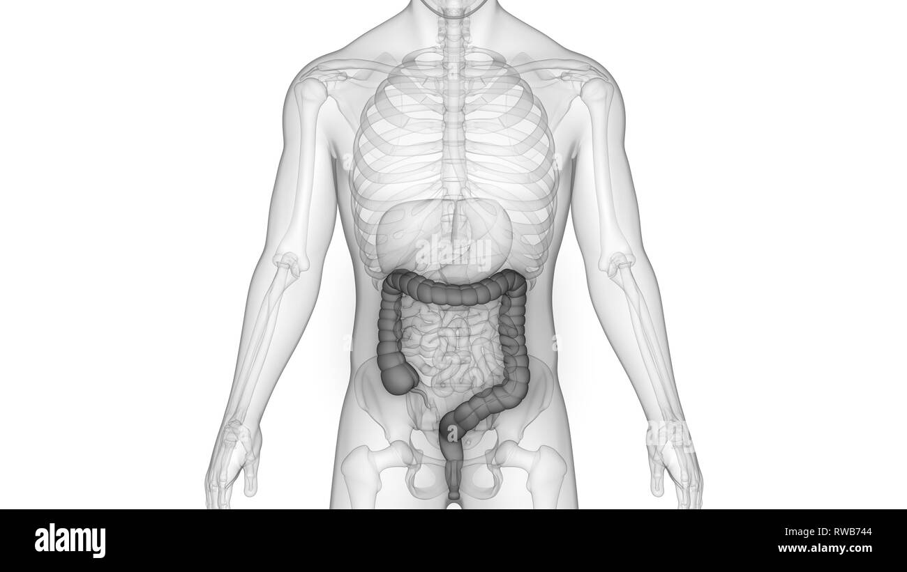 Anatomie du système digestif humain Photo Stock - Alamy
