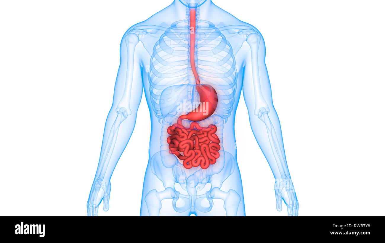 Anatomie du système digestif humain Photo Stock - Alamy