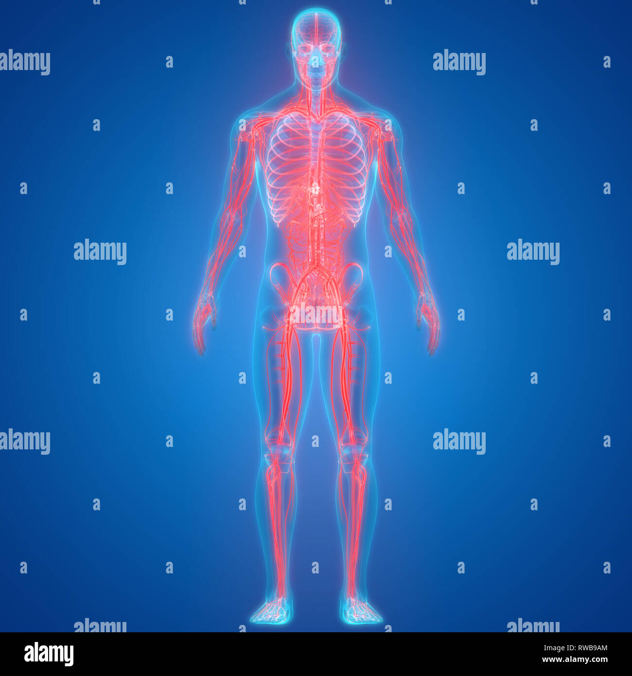 Anatomie du système nerveux humain Photo Stock - Alamy