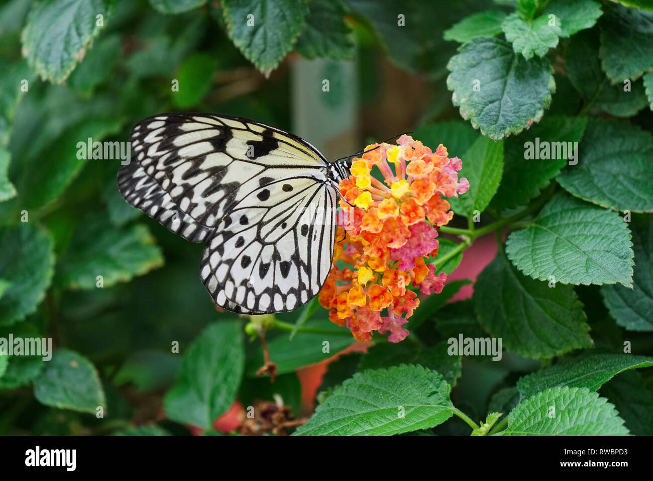 Papillon nymphe arbre blanc Banque de photographies et d’images à haute ...