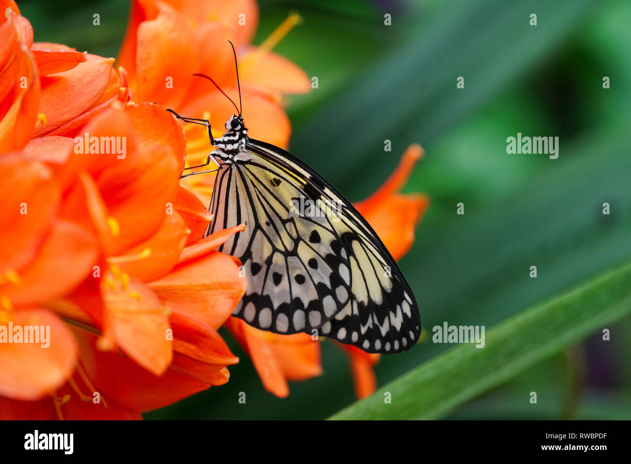 Papillon nymphe arbre blanc Banque de photographies et d’images à haute ...