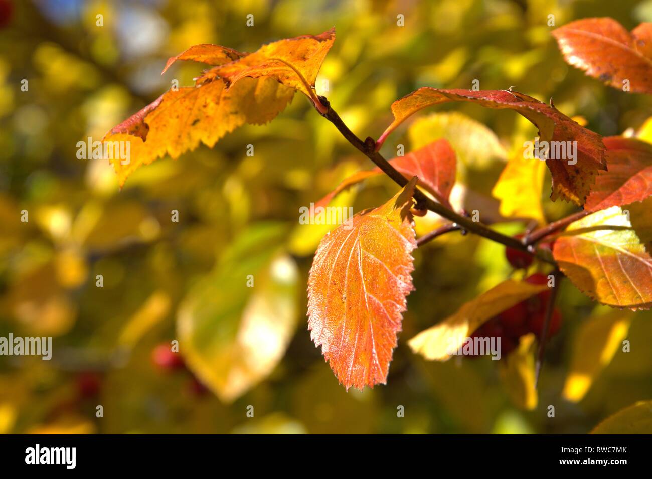 Crataegus species Banque de photographies et d’images à haute ...
