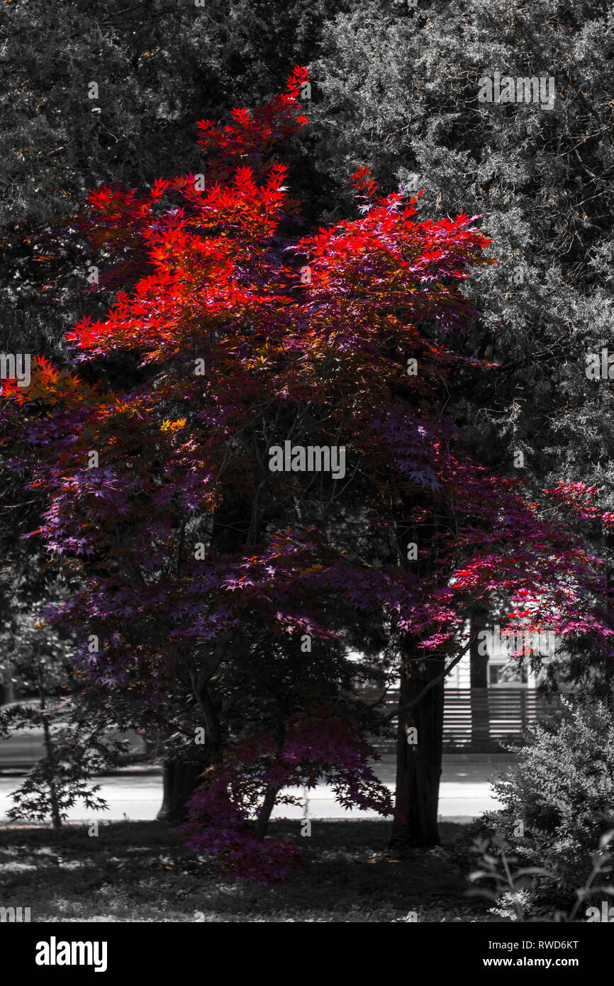 Feuilles rouges sur un arbre Banque de photographies et d’images à ...