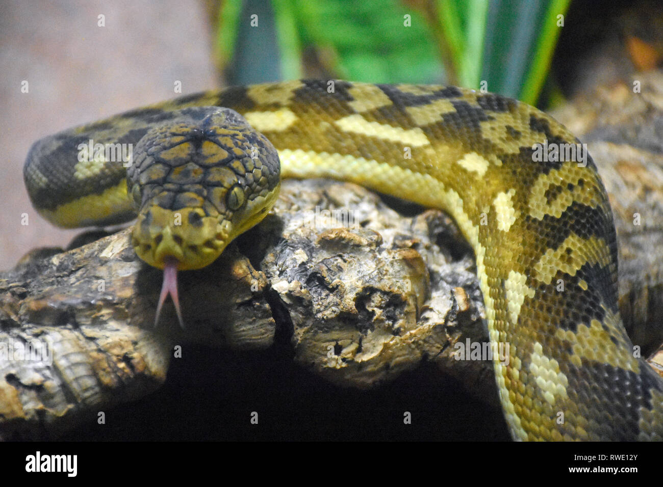 Timor python Banque de photographies et d’images à haute résolution - Alamy