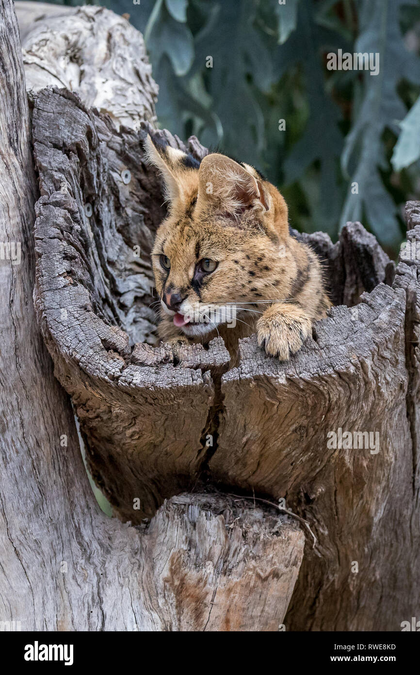 Serval chat leptailurus serval Banque de photographies et d’images à ...