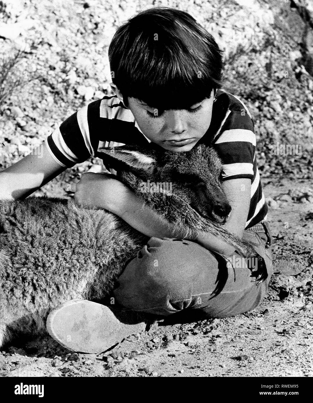 Skippy kangourou Banque de photographies et d’images à haute résolution - Alamy