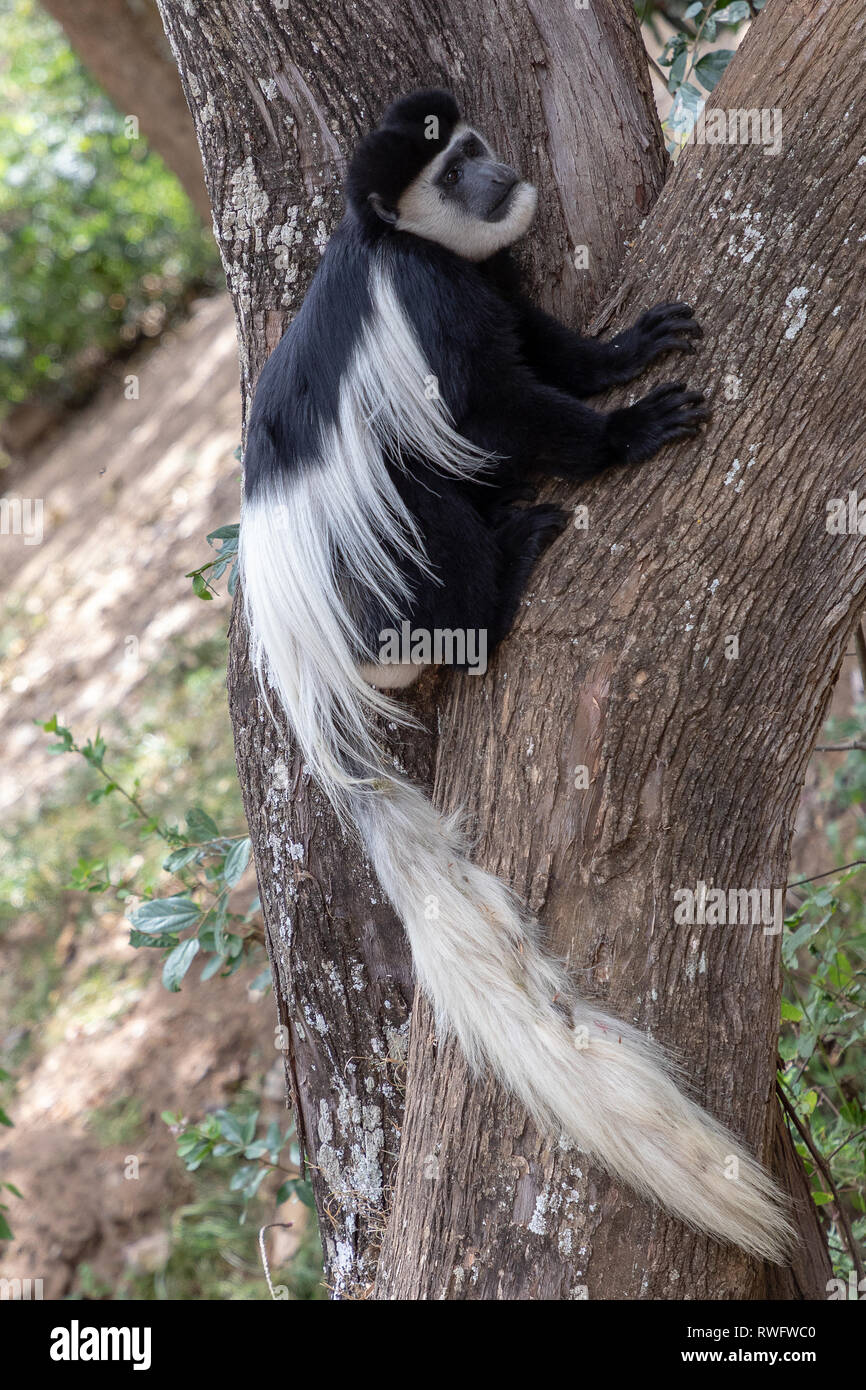 Singes colobes sauvages Banque de photographies et d’images à haute ...