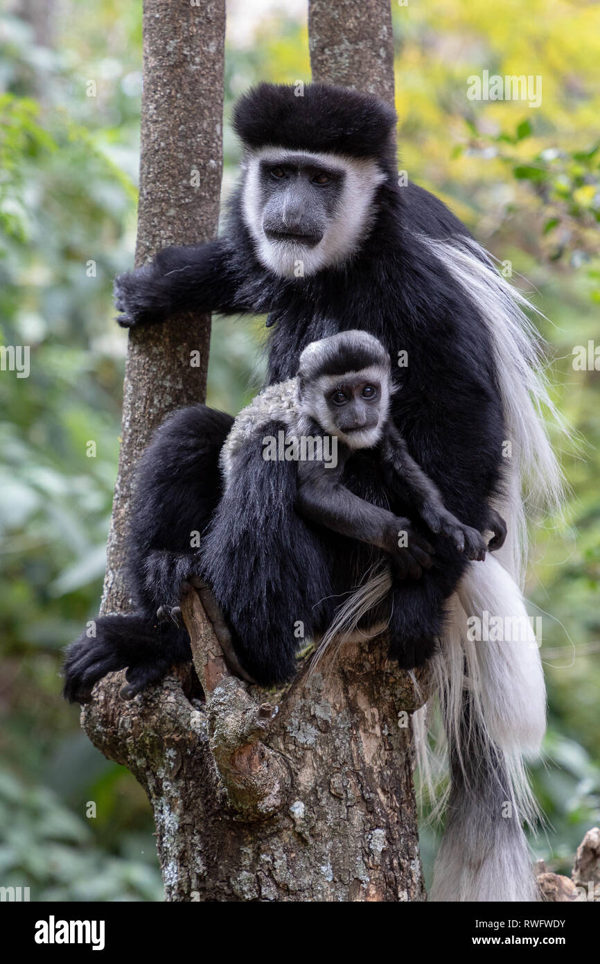 Singes colobes sauvages Banque de photographies et d’images à haute ...