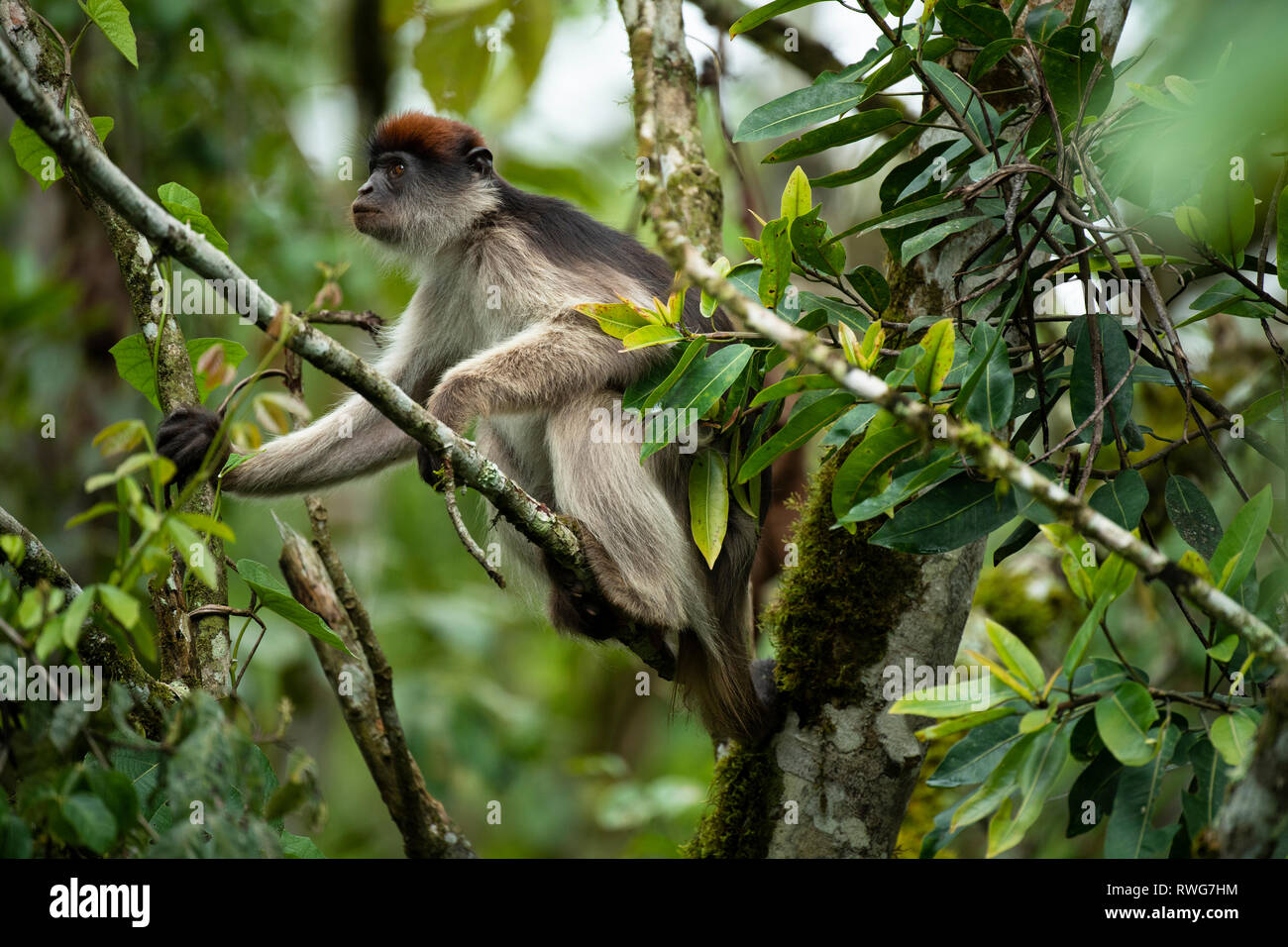 Ugandan red colobus Banque de photographies et d’images à haute ...