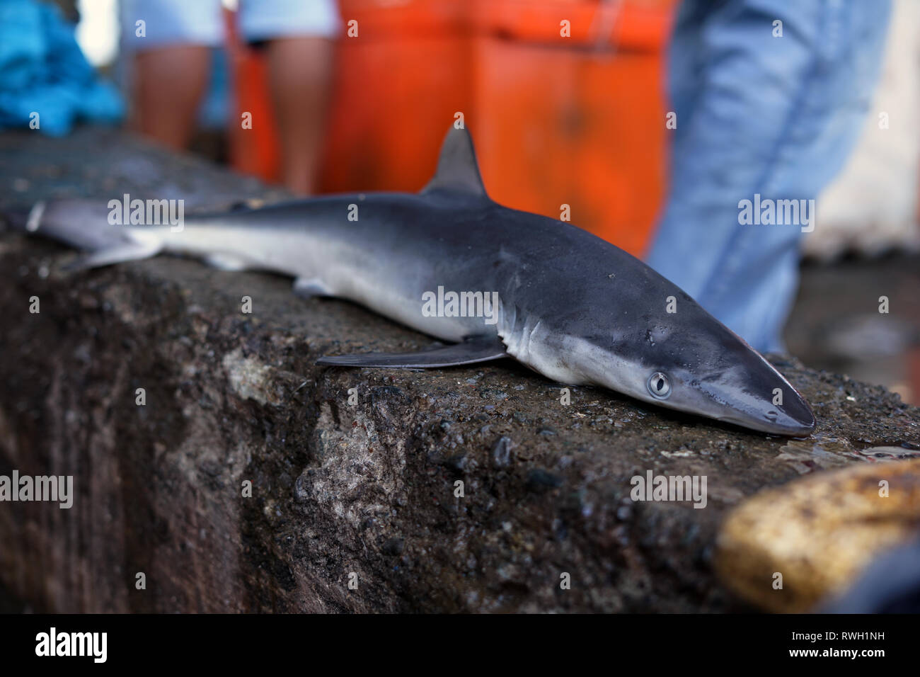 Requins Morts Banque d'image et photos - Alamy