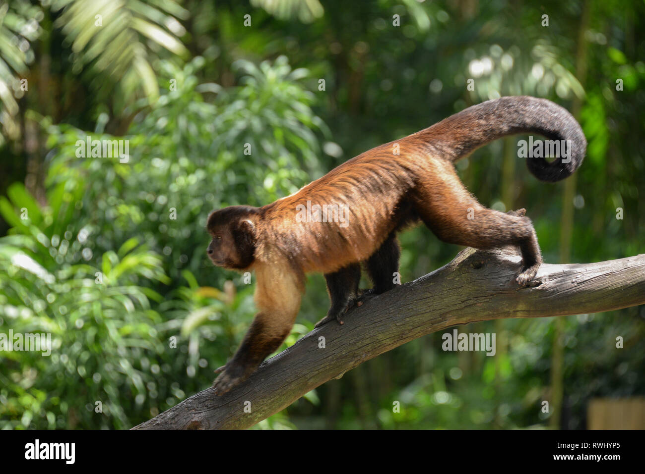 Capucins bruns Banque de photographies et d’images à haute résolution ...