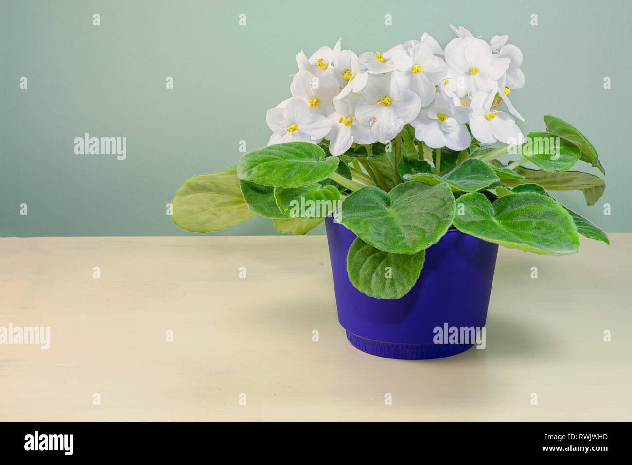 Violette africaine Banque de photographies et d’images à haute ...