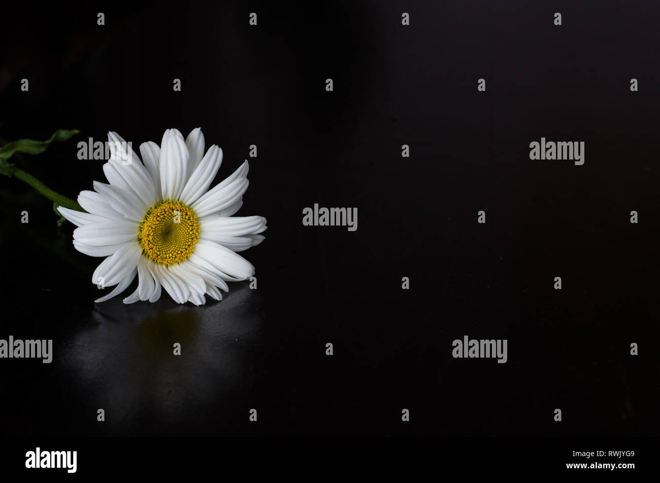 Gerbera blanc Banque de photographies et d’images à haute résolution ...