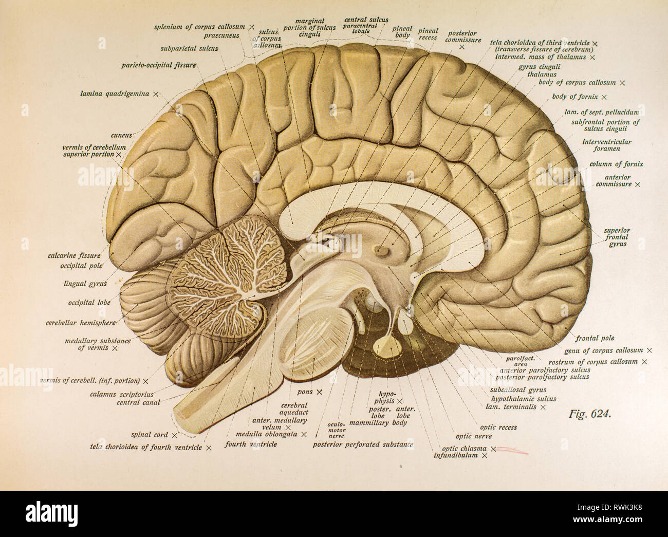 L'hémisphère gauche du cerveau humain Photo Stock - Alamy