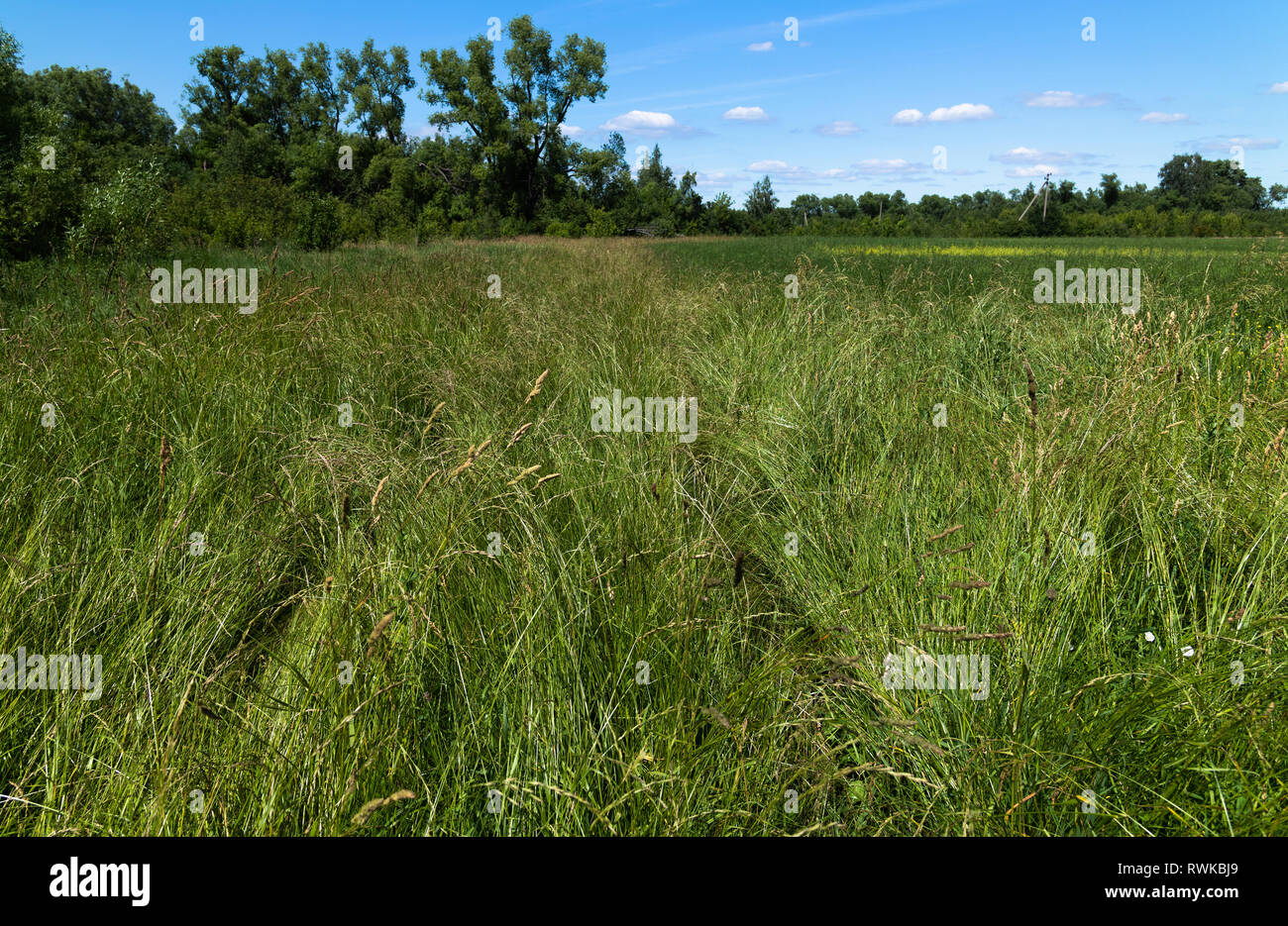Steppe flora Banque de photographies et d’images à haute résolution - Alamy