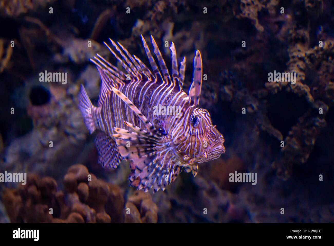 Environnement Exotique Banque d'image et photos - Alamy