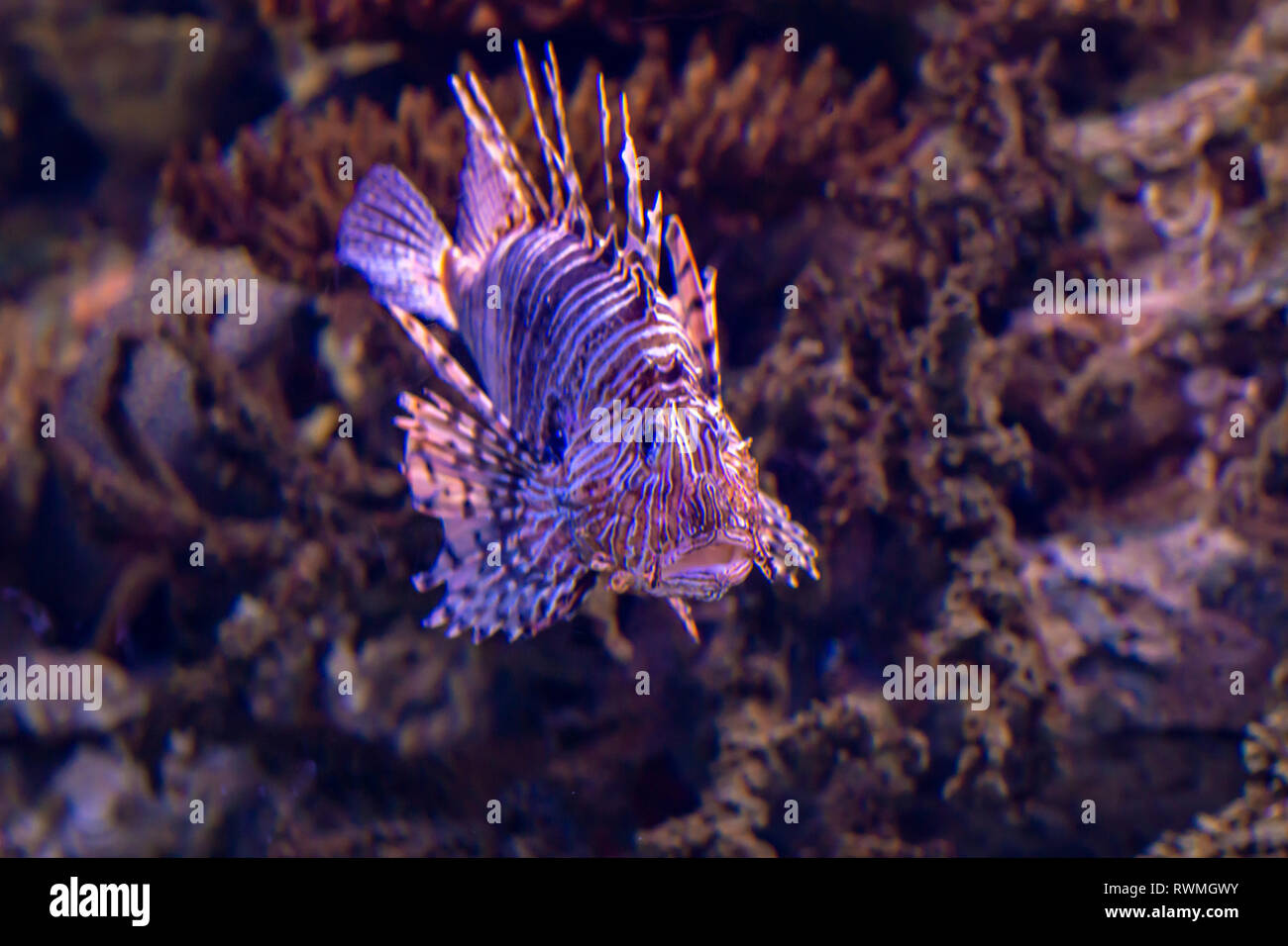 Poisson Lion Banque d'image et photos - Alamy