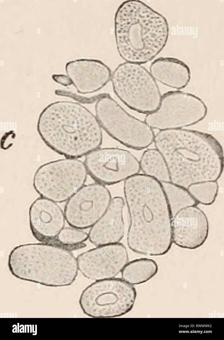 L'électro-physiologie (1896-1898) l'électro-physiologie humaine ...
