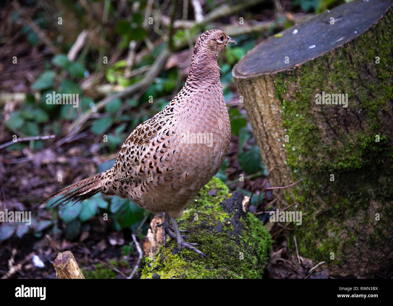 Faisan noir royaume uni Banque de photographies et d’images à haute ...