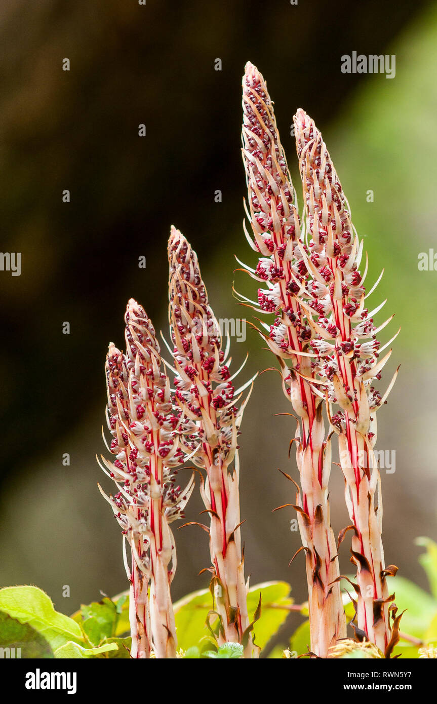 Allotropa virgata Banque de photographies et d’images à haute ...