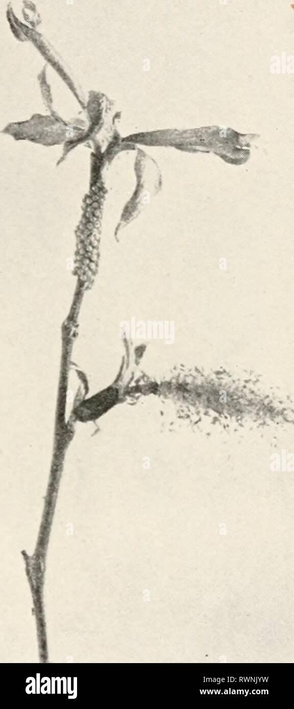 Grand Papillon A Imprimer Banque d'image et photos - Alamy