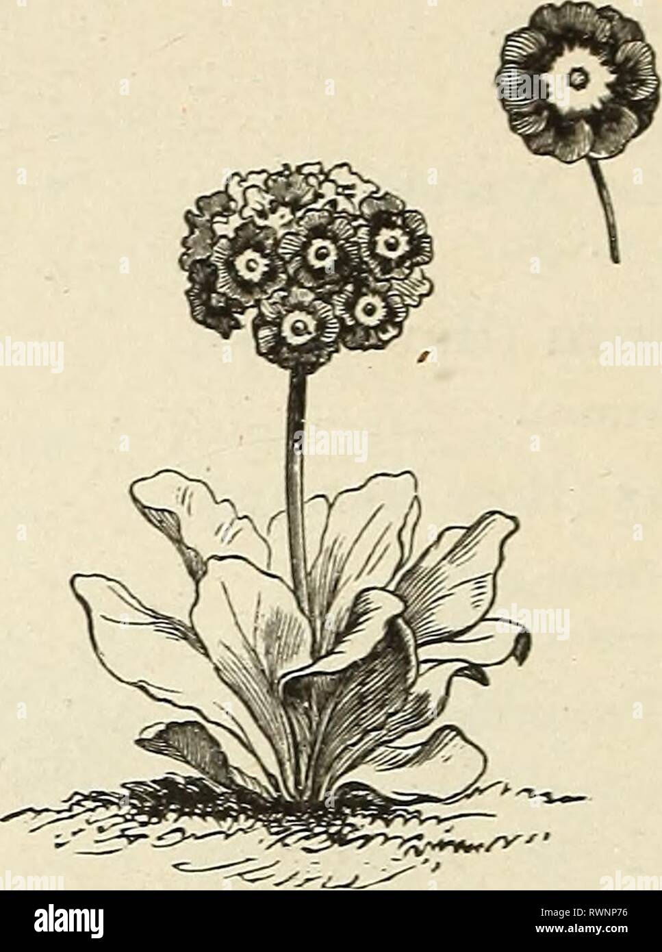 Primula angustifolia Banque de photographies et d’images à haute ...