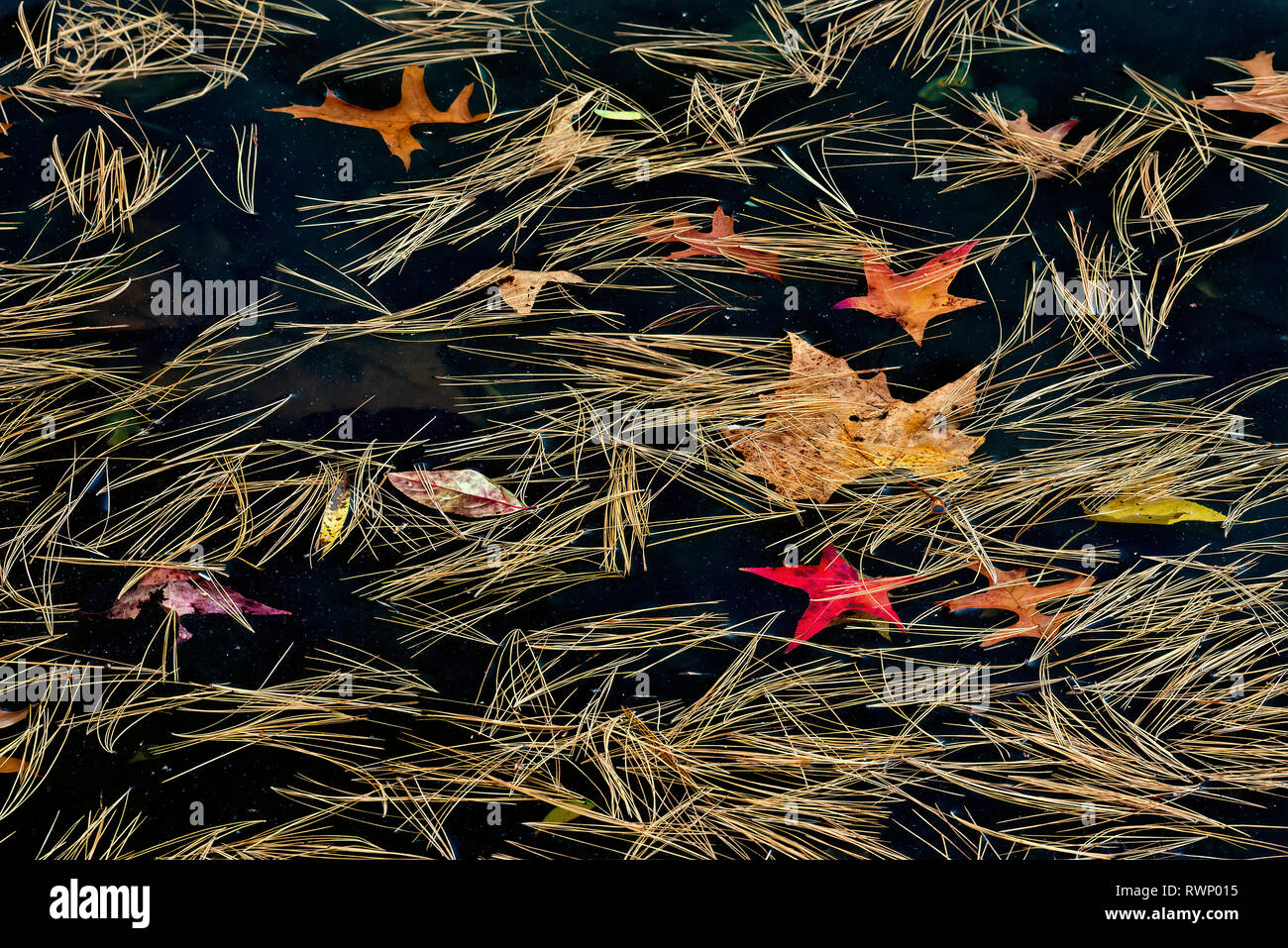 Pinus alba Banque de photographies et d’images à haute résolution - Alamy